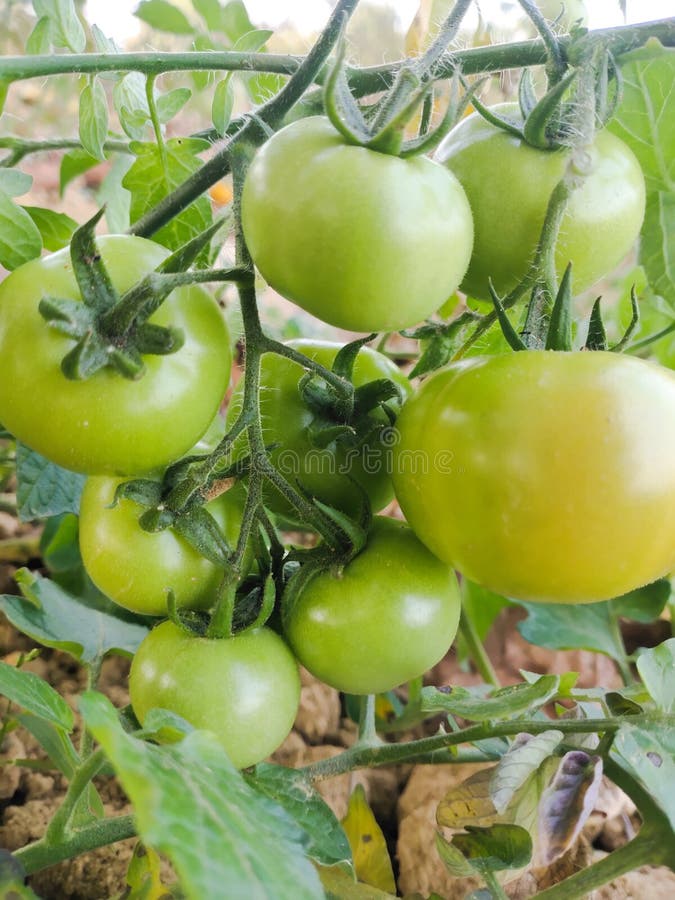 Tometo plants ,farming stock image. Image of triplets - 169734077