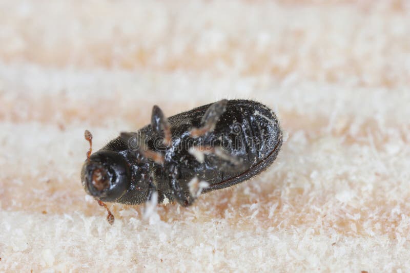 Tomicus Piniperda (common Pine Shoot Beetle). the Bark Beetle Which is ...