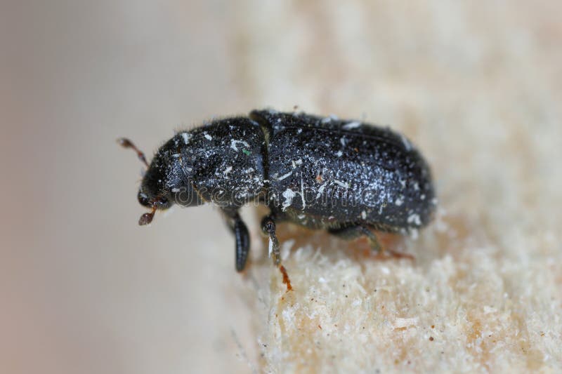 Tomicus Piniperda (common Pine Shoot Beetle). the Bark Beetle Which is ...