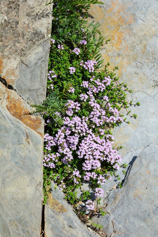 Tomilho Rastejante (Thymus Serpyllum) Foto de Stock - Imagem de fenda ...