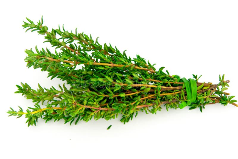 Manojo de tomillo imagen de archivo. Imagen de medicina - 84153173