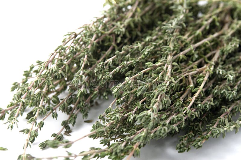 Tomillo foto de archivo. Imagen de verde, sano, planta - 26844156