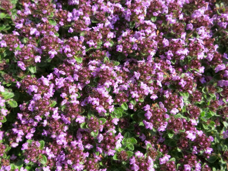 Fondo Común De La Flor Del Tomillo Thymus Vulgaris. Imagen de archivo ...