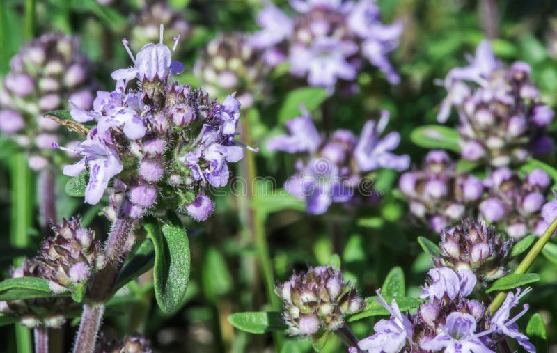 La flor del tomillo foto de archivo. Imagen de esencial - 127866546