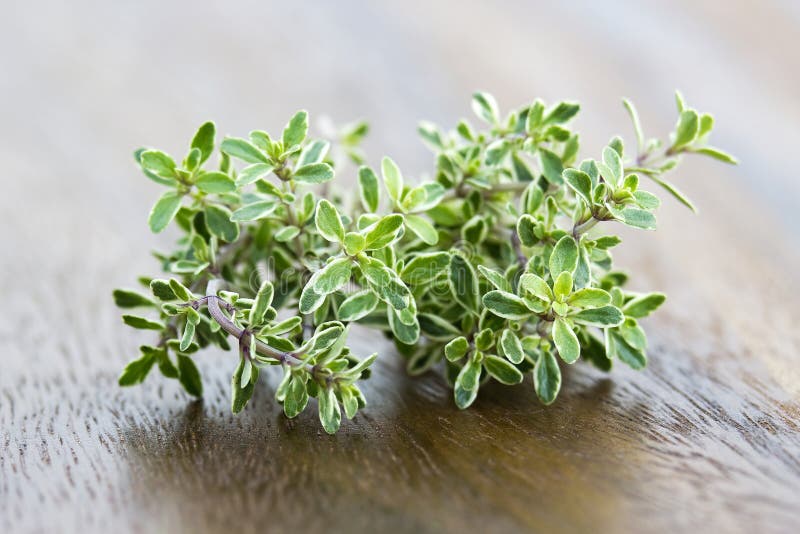 Tomillo fresco imagen de archivo. Imagen de sano, ingrediente - 20173113