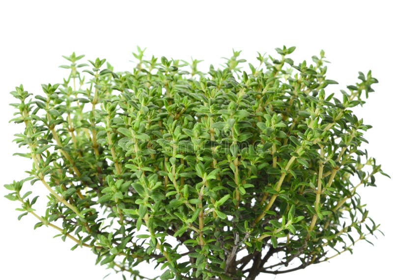 Pote Con Tomillo Fresco En El Fondo Blanco Imagen de archivo - Imagen ...