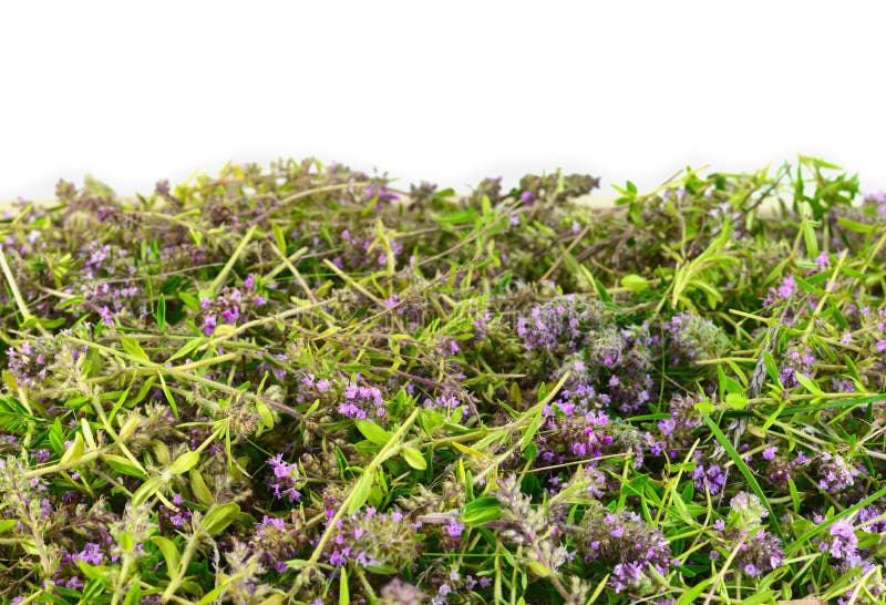 Tomillo Seco Aislado En Fondo Blanco Foto de archivo - Imagen de planta ...