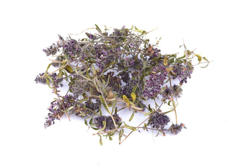 Tomillo Seco Aislado En Fondo Blanco Foto de archivo - Imagen de ...