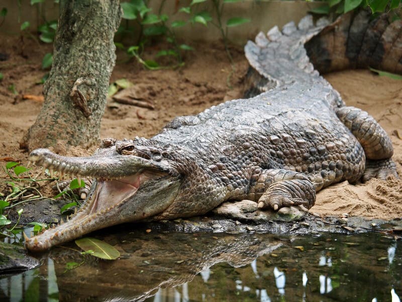 False Gharial (Tomistoma Schlegelii) Stock Photo - Image of daylight ...