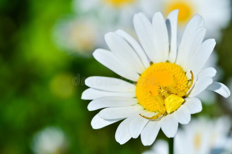 Tomisus Onustus Crab Spider on Daisy Flower Stock Image - Image of ...