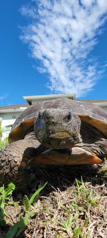 Close Up of Tommy Turtle Aka Tortoise Chilling in the Front Yard in ...