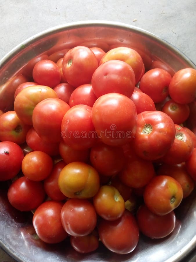 Tomoto stock photo. Image of testi, beattiful, tomoto - 114785416