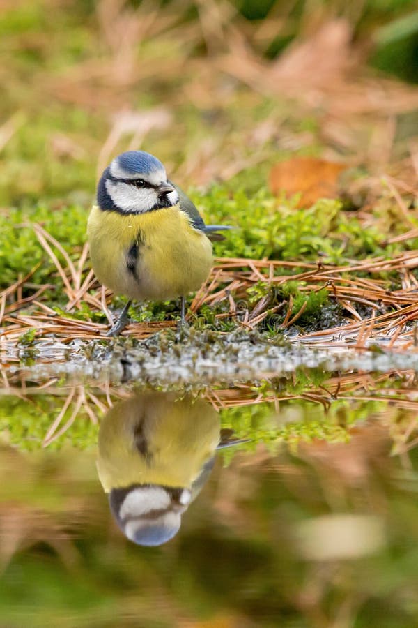 Tomtit photo stock. Image du hutte, regroupement, forêt - 66460006