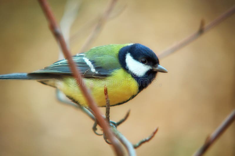 Tomtit Bird Isolated on White Stock Photo - Image of copyspace, little ...