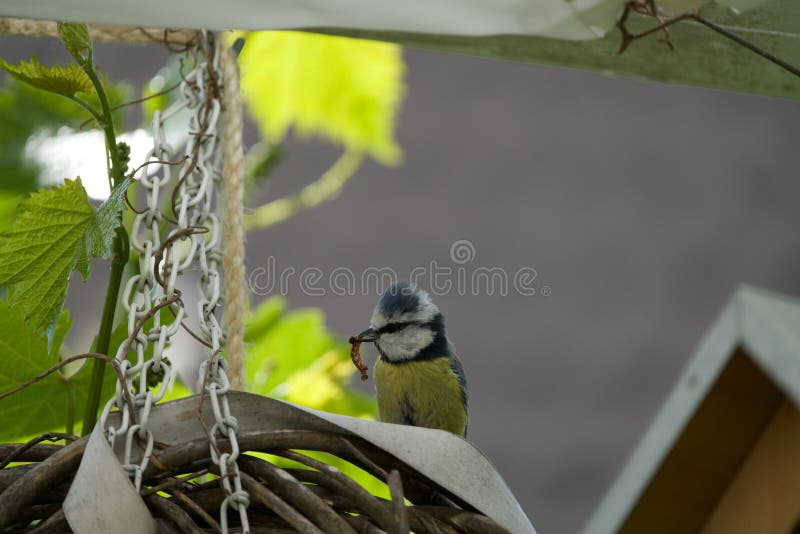 Bird Eating Caterpillar Eating Plant Stock Photos - Free & Royalty-Free ...