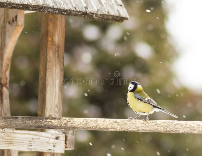 Tomtit stock photo. Image of small, titmouse, nature - 63225596