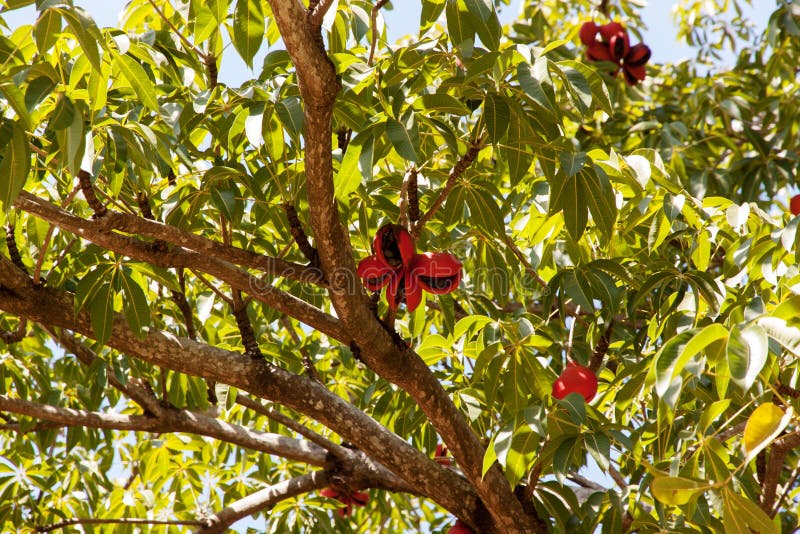 14,701 Rare Trees Stock Photos - Free & Royalty-Free Stock Photos from ...