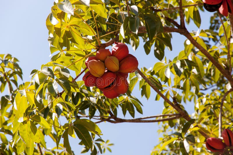 Ton Samrong or poom stock photo. Image of sterculia, trees - 57865670