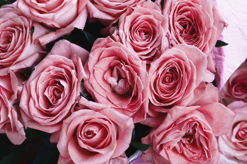 Tonade Rosa Rosor, Bild Av Blommor, Blom- Bakgrund Arkivfoto - Bild av ...