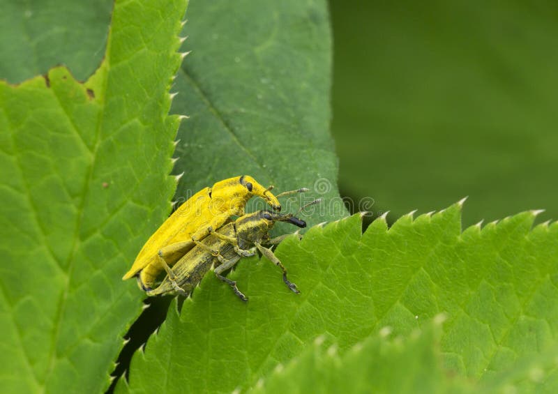 969 Tonchi Foto stock - Foto stock gratuite e royalty free da Dreamstime