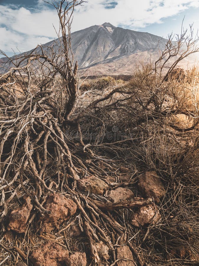 Toned Closeup Image of Dry Dead Tree and Rocks in Arid Desert Stock ...