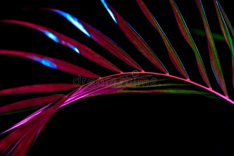 Toned Image of Palm Leaf with Color Filter, Stock Image - Image of ...