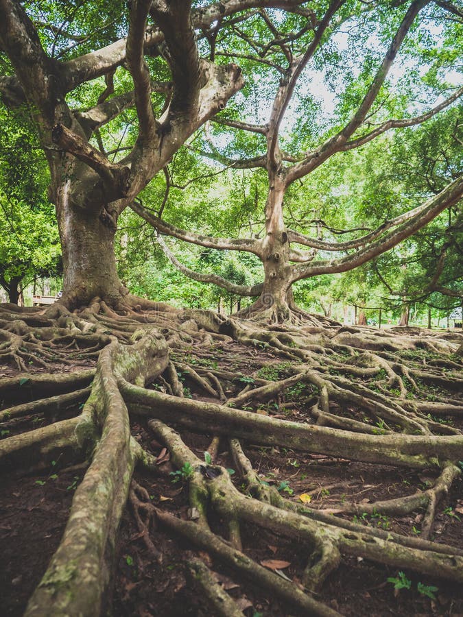 Toned Photo of Old Ficus or Banyan Tree with Big Root System Covering ...