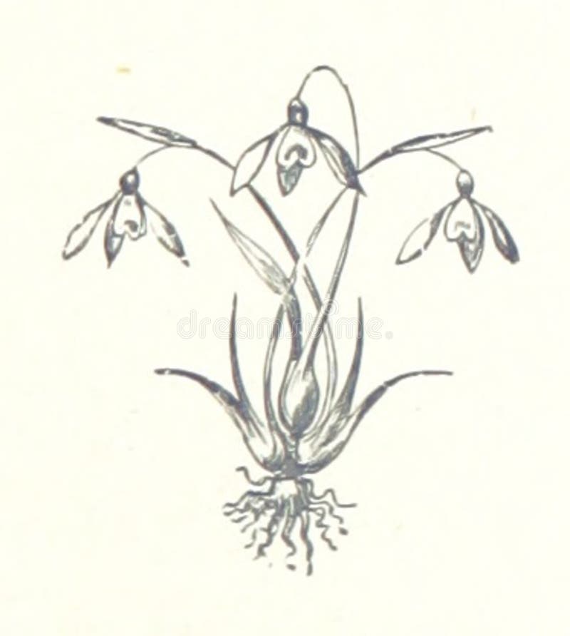 British Library Digitised Image From Page 79 Of "The Tongue Of The ...