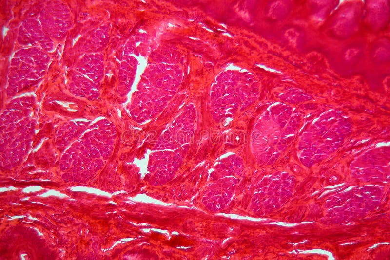 Tongue Cells Under the Microscope Stock Photo - Image of healthy ...