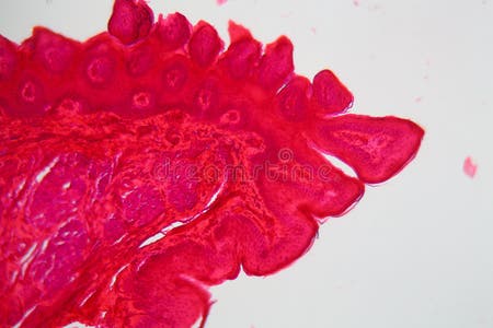 Tongue Cells Under the Microscope Stock Image - Image of cell ...