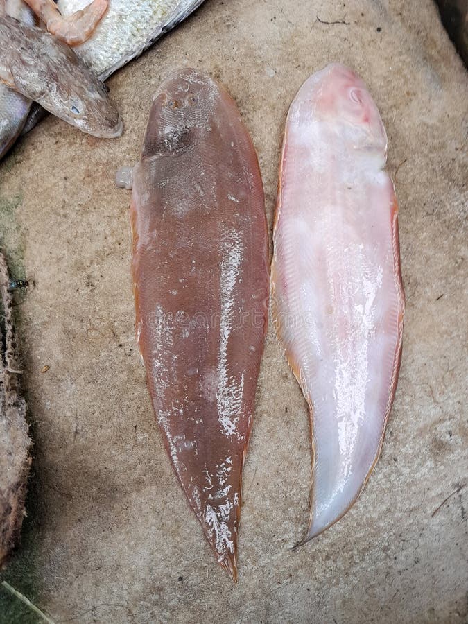 Tongue fish stock photo. Image of meat, invertebrate - 268579320