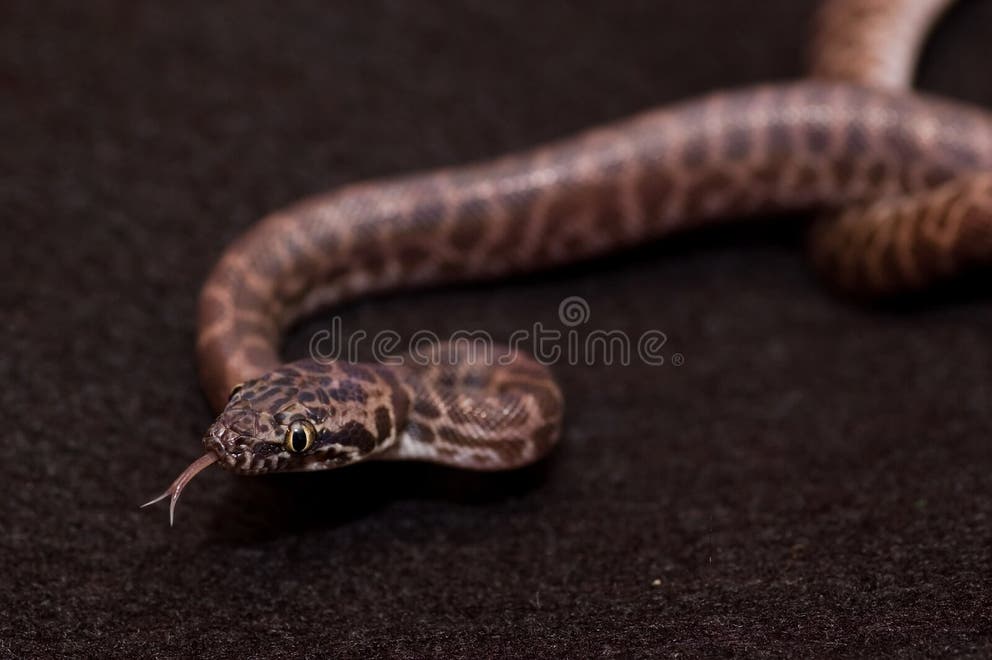 Tongue Flicking Python stock photo. Image of closeup, scales - 1468564