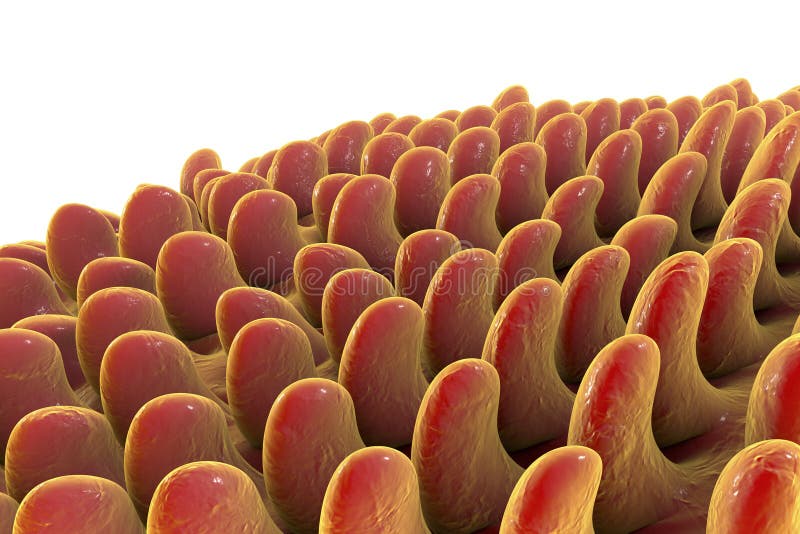 Tongue Papillae, Illustration Stock Illustration - Illustration of oral ...