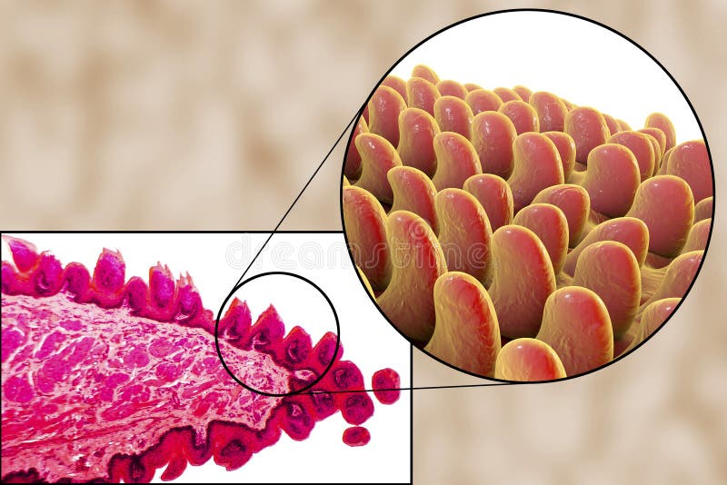 Tongue Papillae, Illustration Stock Illustration - Illustration of ...