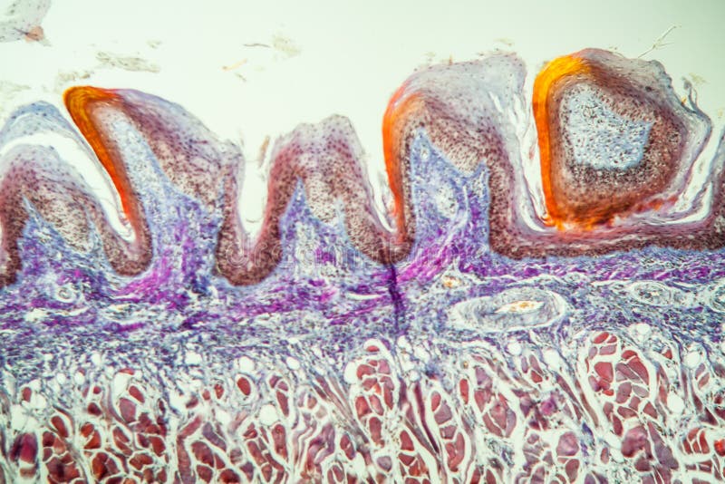 Tongue Tissue with Taste Buds Across Stock Image - Image of tiny ...