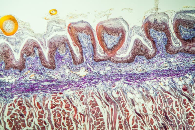 Tongue Tissue with Taste Buds Across Stock Image - Image of tiny ...