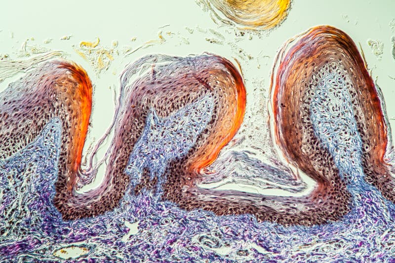 Tongue Tissue with Taste Buds Across Stock Photo - Image of taste ...