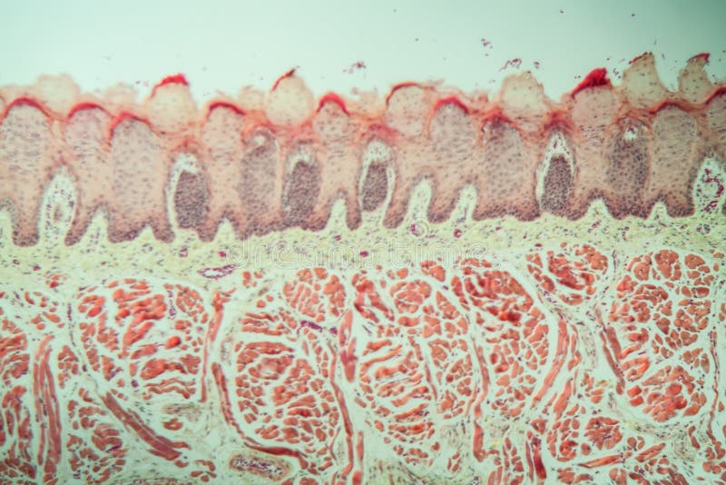 Tongue Tissue with Taste Buds Across Stock Photo - Image of histology ...