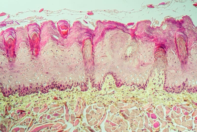 Tongue Tissue with Taste Buds Across Stock Image - Image of research ...