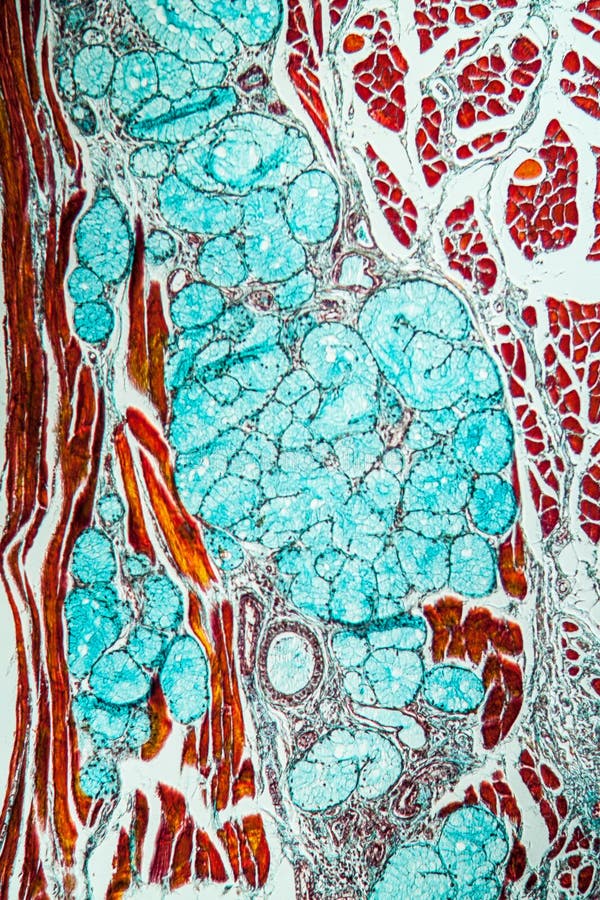 Tongue Tissue with Taste Buds Across Stock Photo - Image of science ...