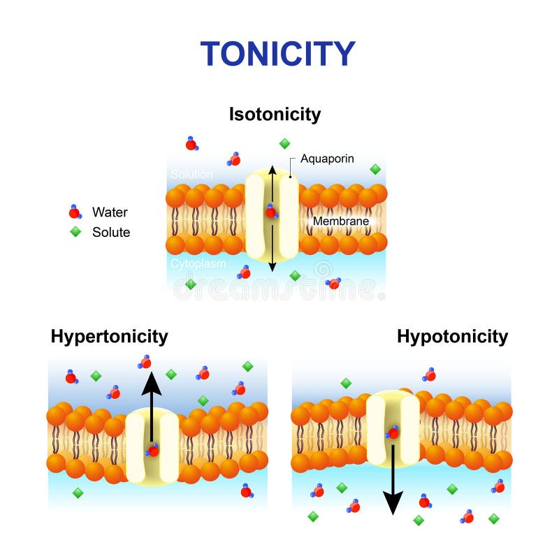 Tonicity and Osmosis. Cell Membrane and Aquaporin Stock Vector ...