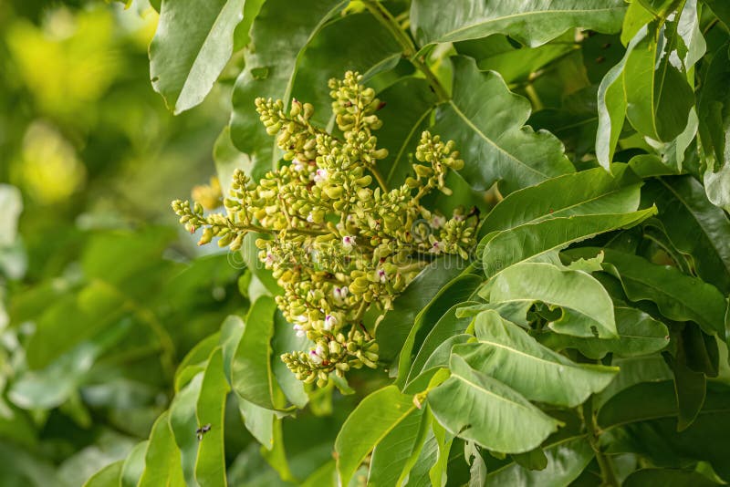 120 Tonka Tree Stock Photos - Free & Royalty-Free Stock Photos from ...