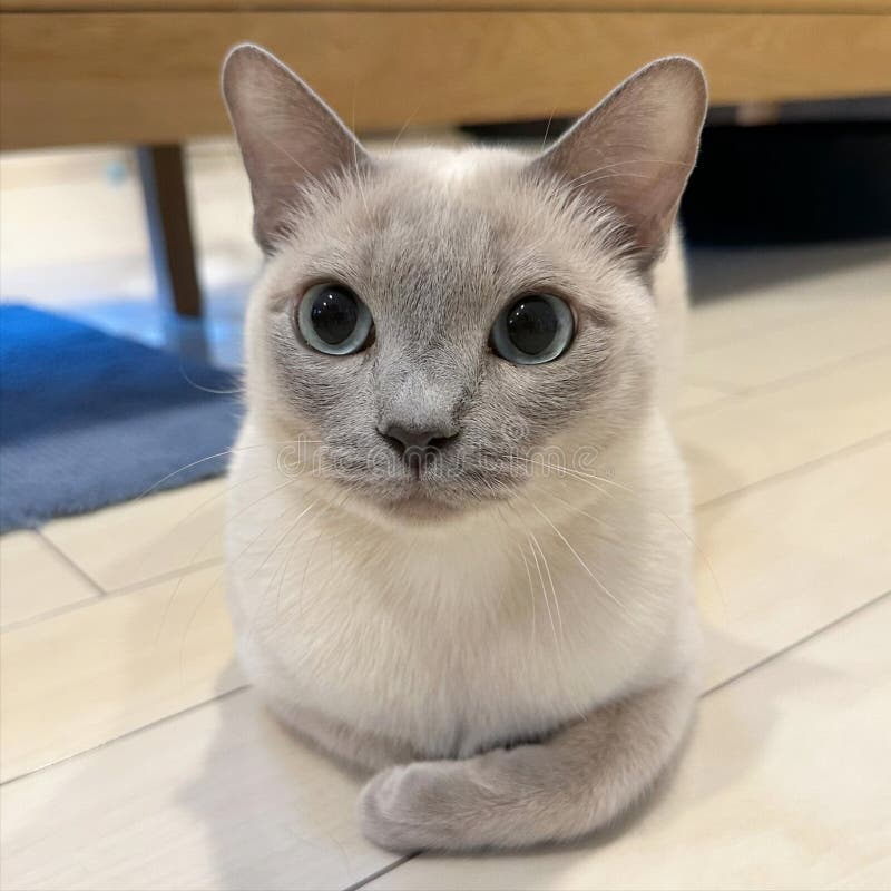 Tonkin Cat is Sitting on the Floor Stock Photo - Image of floor, nose ...