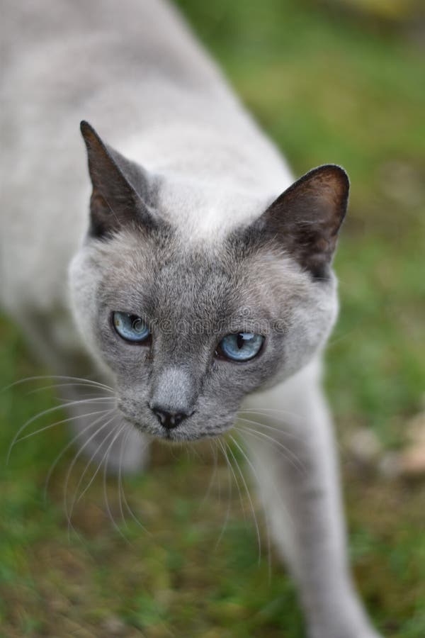 Tonkinese stock photo. Image of wildlife, tonkanese - 261452498