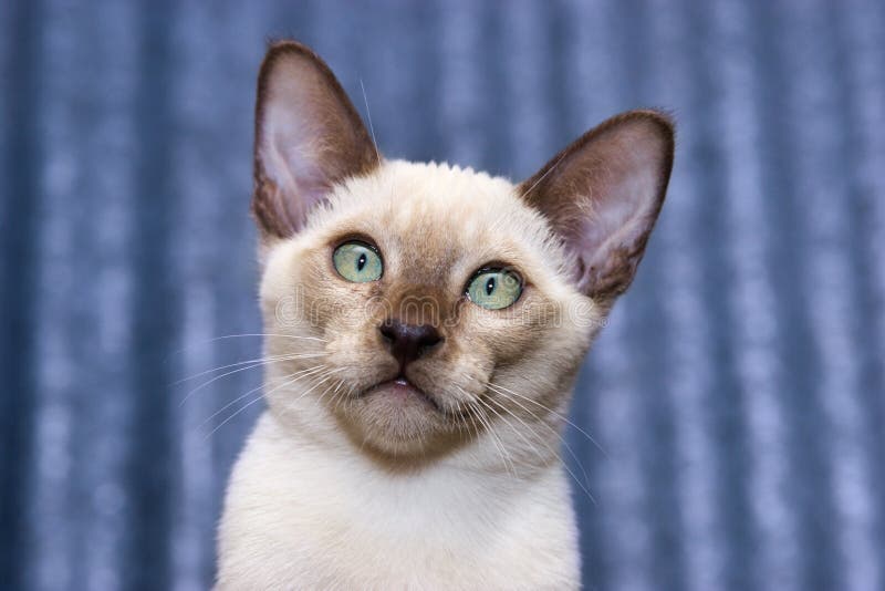 Tonkinese cat stock photo. Image of relaxed, male, domestic - 20134060