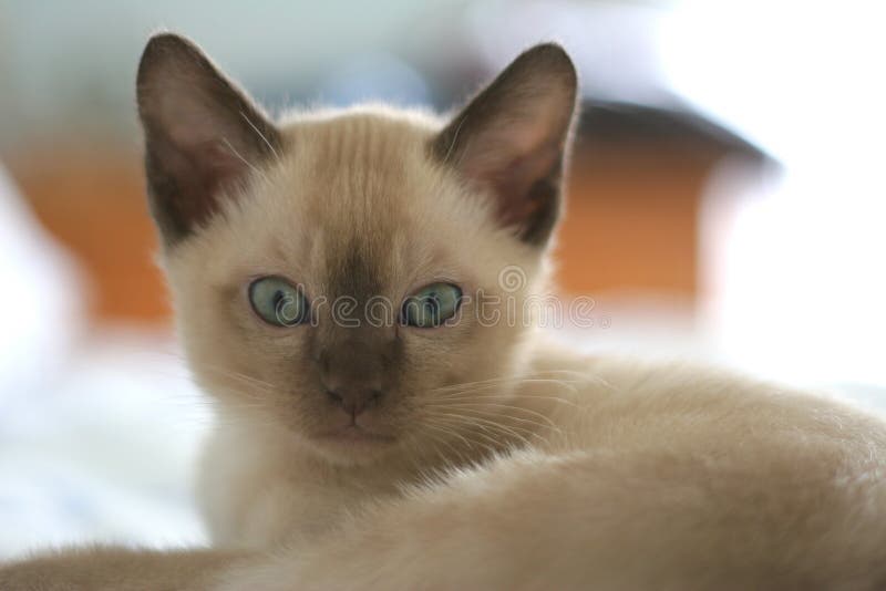 Tonkinese Cat stock image. Image of male, young, feline - 3359263