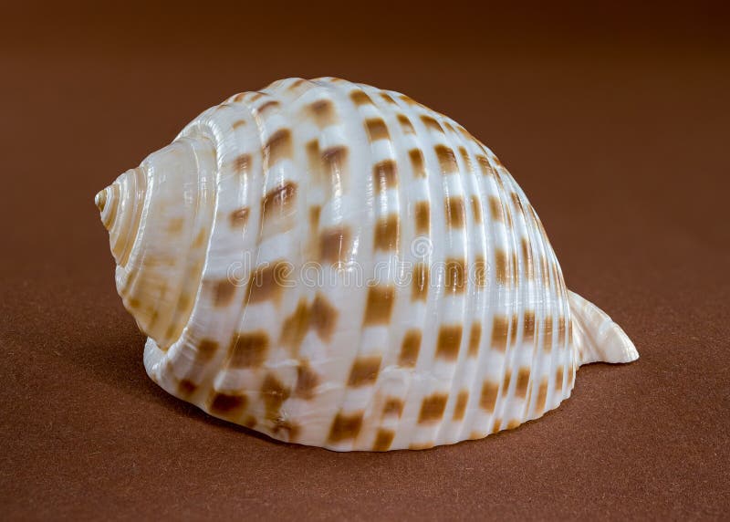 Tonna Dolium Sea Shell Close-Up on Brown Stock Photo - Image of ...