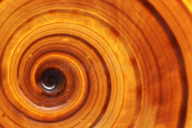 Tonna galea stock image. Image of galea, spiral, macro - 33757823