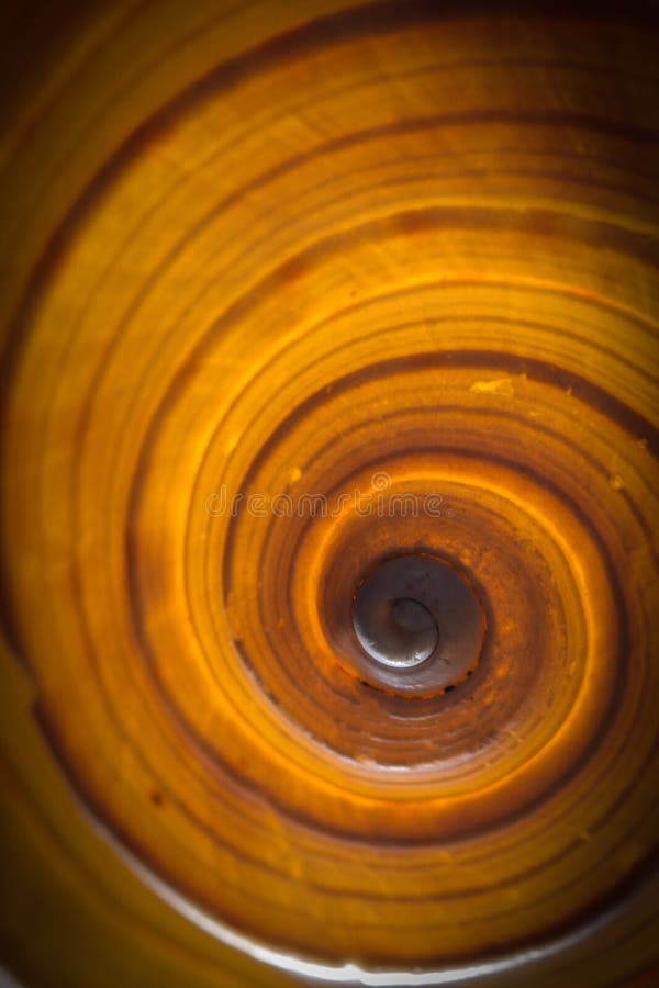 Tonna galea stock photo. Image of closeup, nautilus, macro - 33757872