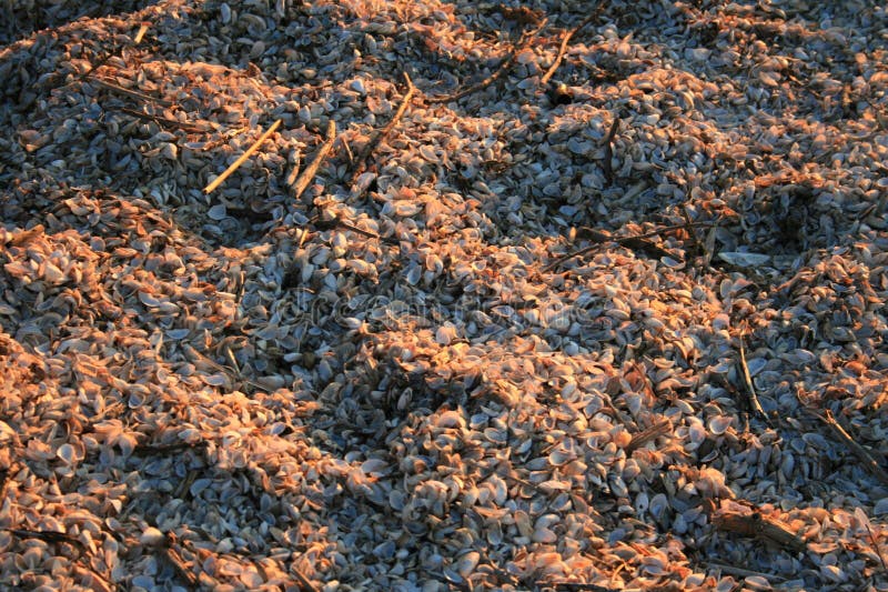 Tons of Shells, Sparkle in the Sunset, on the Beach. Stock Image ...